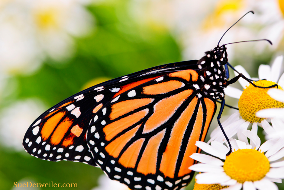 Transformation: Forming New Wings To Fly